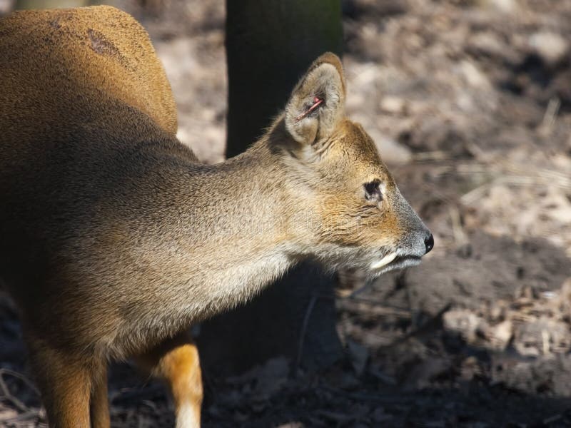 Water deer stock photo. Image of cervidae, chinese, asian - 39370468