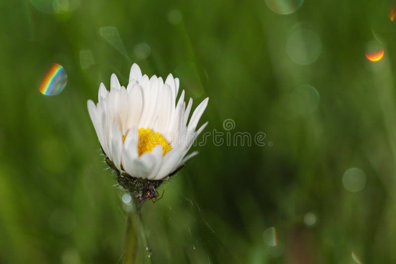 Dew drop on daisy flower stock image. Image of environment - 114700087