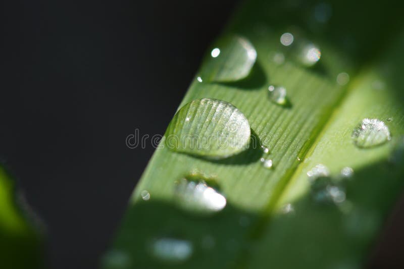 Water, Dew, Drop, Green stock photo. Image of water - 117729922