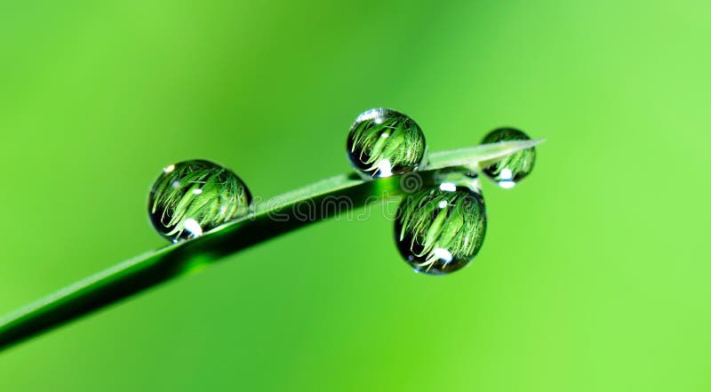 Water, Dew, Drop, Macro Photography Picture. Image: 106388790