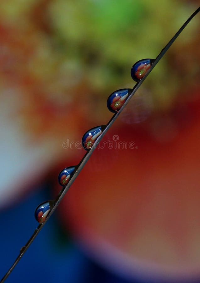 Water, Dew, Drop, Macro Photography Picture. Image: 106388790