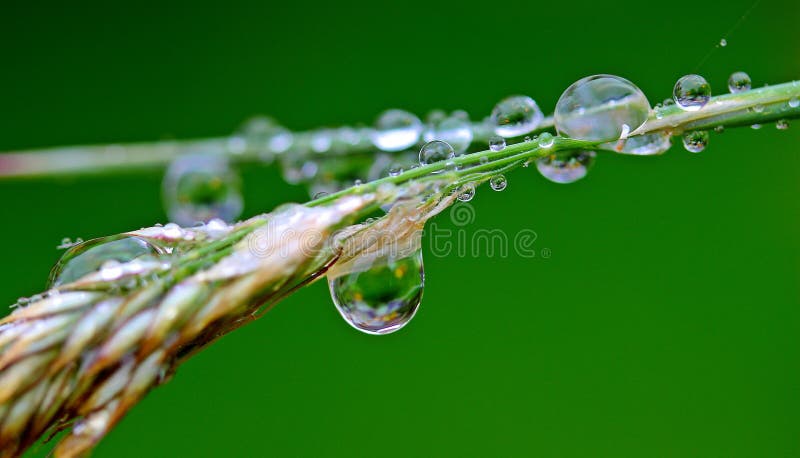 Water, Dew, Drop, Moisture stock image. Image of moisture - 89916105