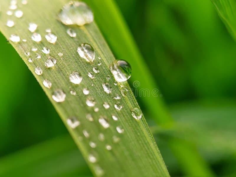 Water Dew Drops Dropping To the Green Grass Surface Stock Image - Image ...