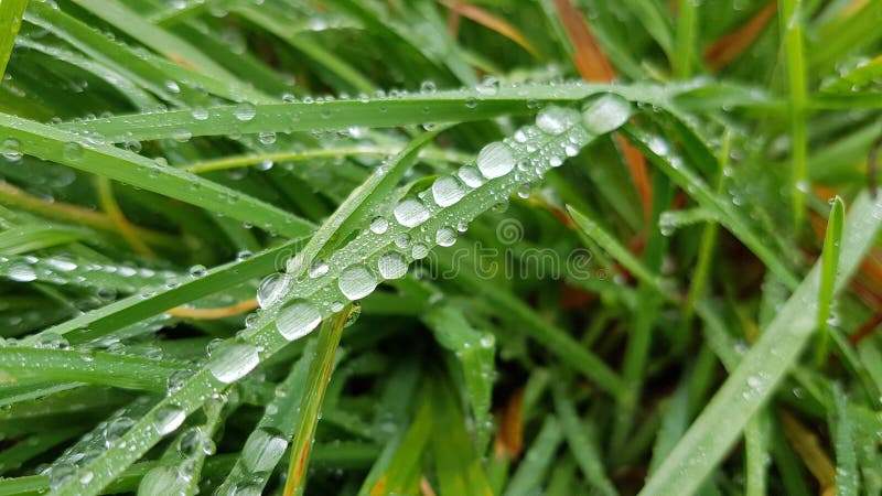 Water, Dew, Drop, Moisture Picture. Image: 95667836