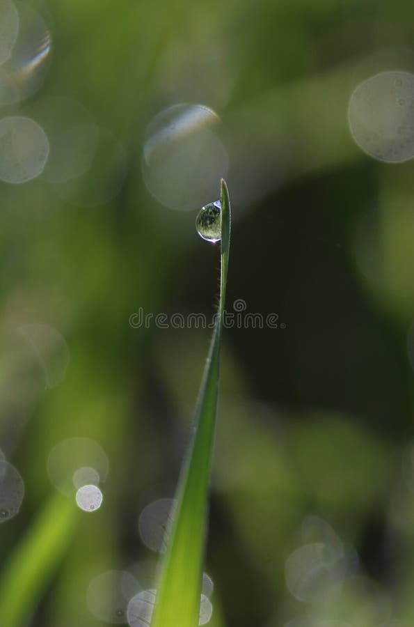 Water, Dew, Moisture, Drop Picture. Image: 114296985