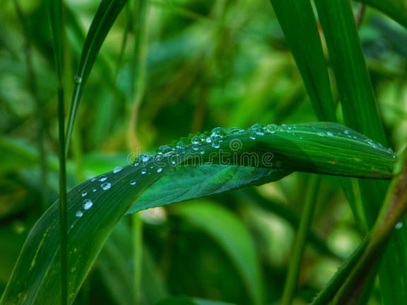 Water, Dew, Moisture, Leaf stock image. Image of plant - 112841293