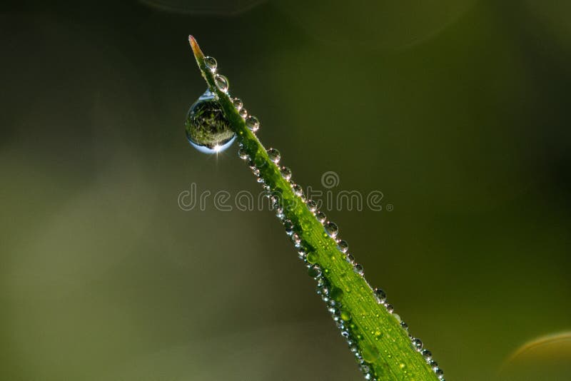 Water, Dew, Moisture, Macro Photography Picture. Image: 101226951