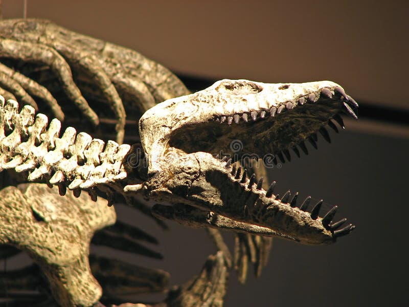 Water dinosaur skeleton stock photo. Image of dino, skull - 9294408