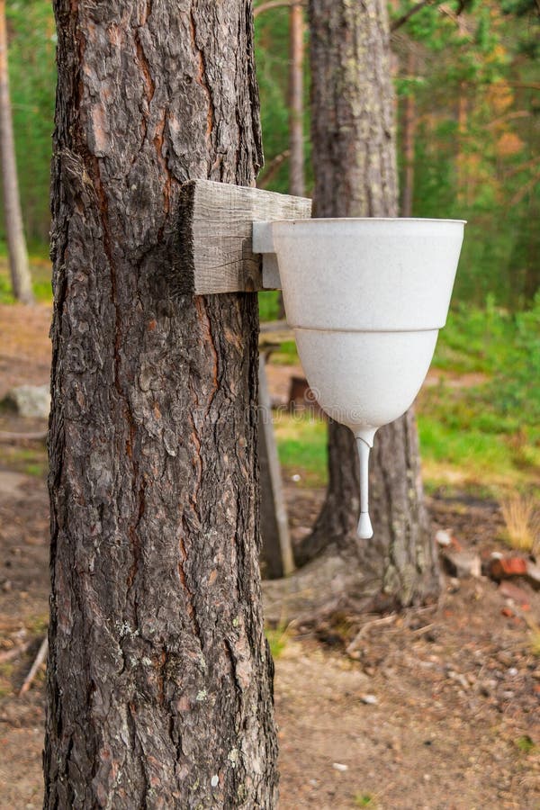 130 Water Dispenser Tree Stock Photos - Free & Royalty-Free Stock ...