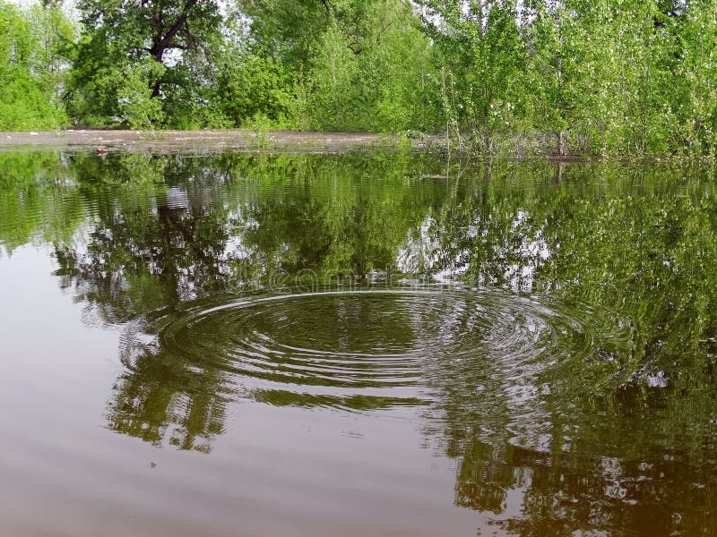 The Ripples from a Stone Thrown Stock Image - Image of tranquil, forest ...