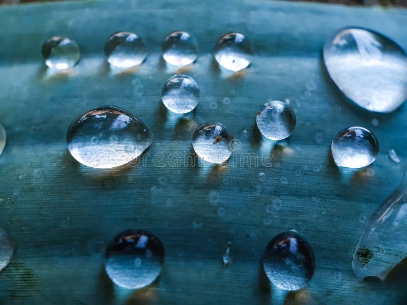 Water Dotted on the Blue Color Leaves and Water Reflection Stock Photo ...