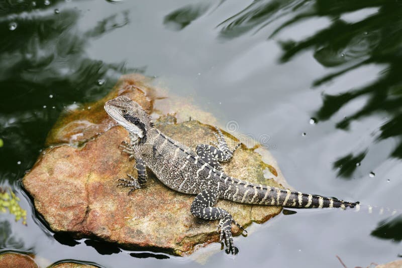 Great Crested Newt or Water Dragon Stock Photo - Image of male, pond ...