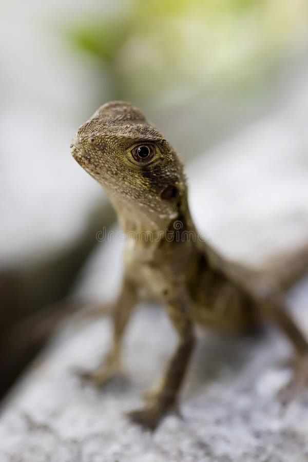 Water Dragon stock photo. Image of wales, blooded, lizard - 1627996