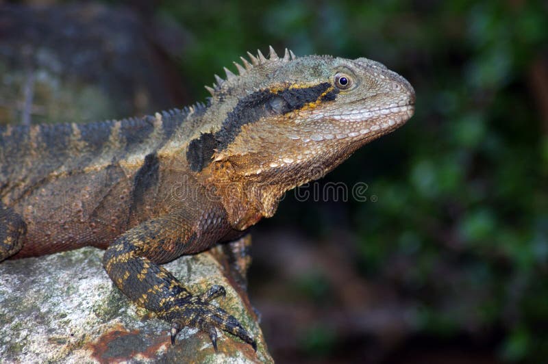 Water dragon stock photo. Image of oceania, australian - 31194630