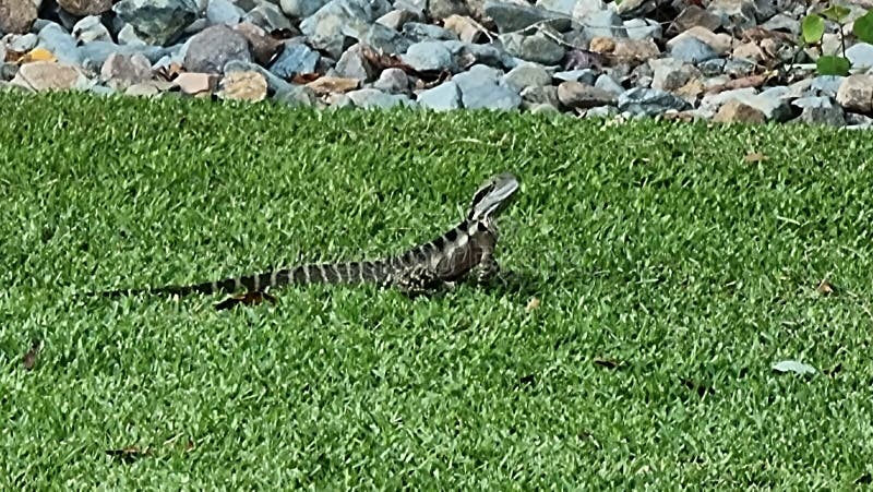 Water dragon Lizard garden stock image. Image of garde - 240752177