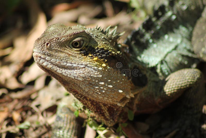 Water Dragon Lizard stock photo. Image of striped, scrub - 30878092