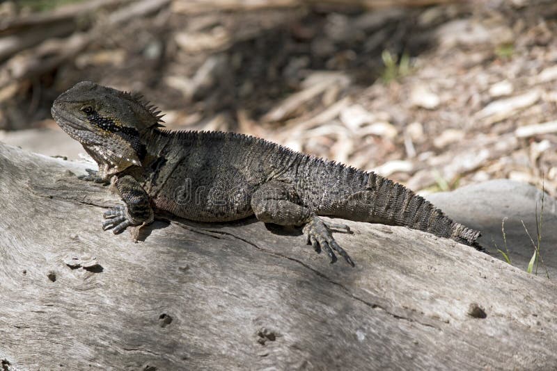 A water dragon lizard stock photo. Image of scales, black - 144500426
