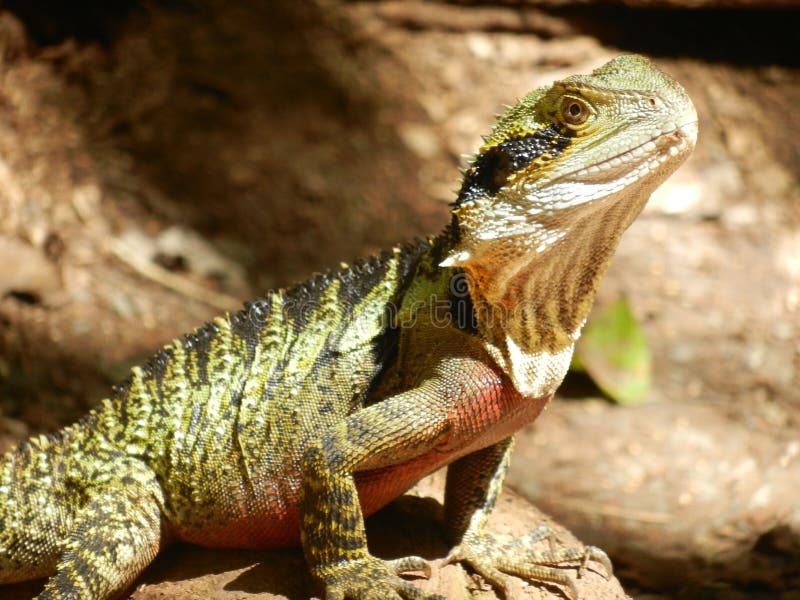 Water dragon stock photo. Image of australia, bake, rocks - 39463558