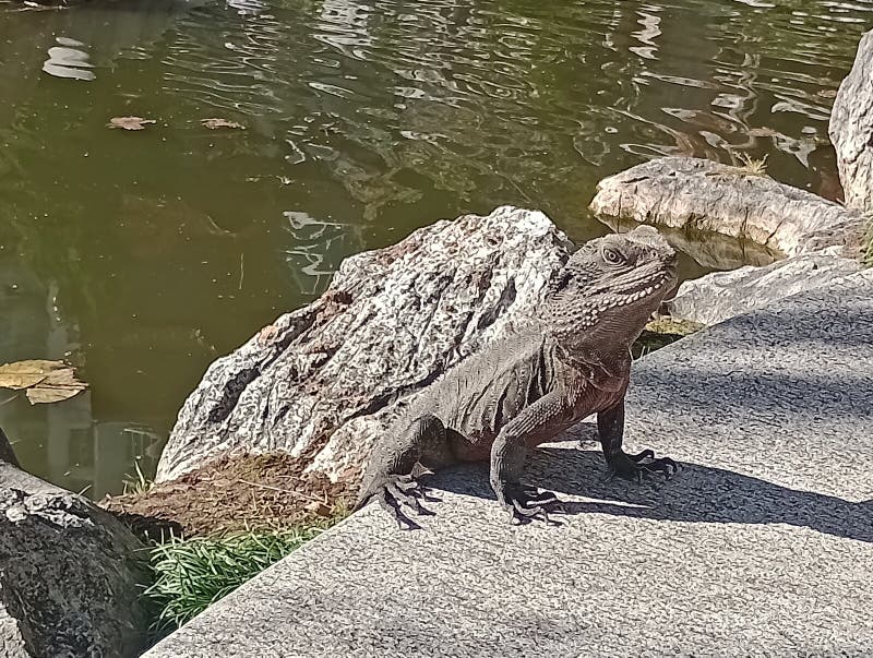 Water dragon near a pond stock image. Image of wildlife - 249453659