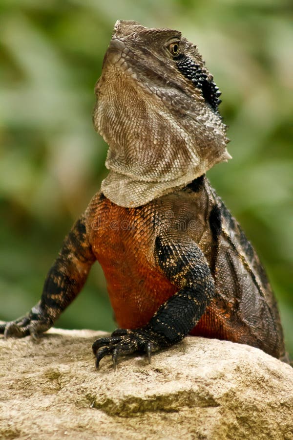 1,570 Dragon Perched Stock Photos - Free & Royalty-Free Stock Photos ...