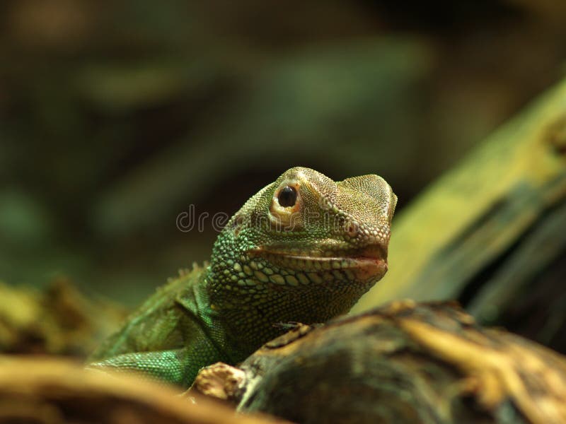 Water Dragon (Physignathus Cocincinus) Stock Image - Image of curious ...
