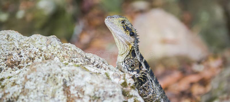 Water Dragon Resting on a Rock. Stock Image - Image of nature ...