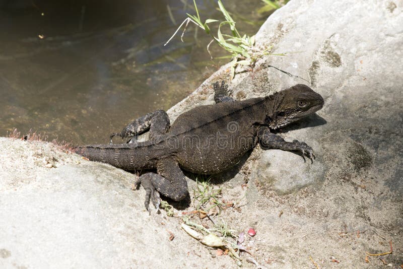The Water Dragon is Climbing Out of the Water Stock Image - Image of ...