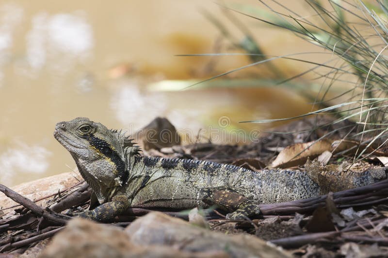 Water Dragon Sunning Itself Stock Image - Image of nature, eastern ...