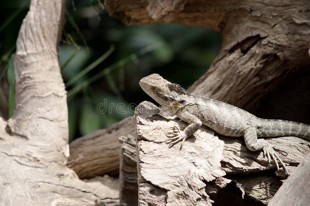 The Water Dragon is on Top of a Tree Stomp Stock Image - Image of ...