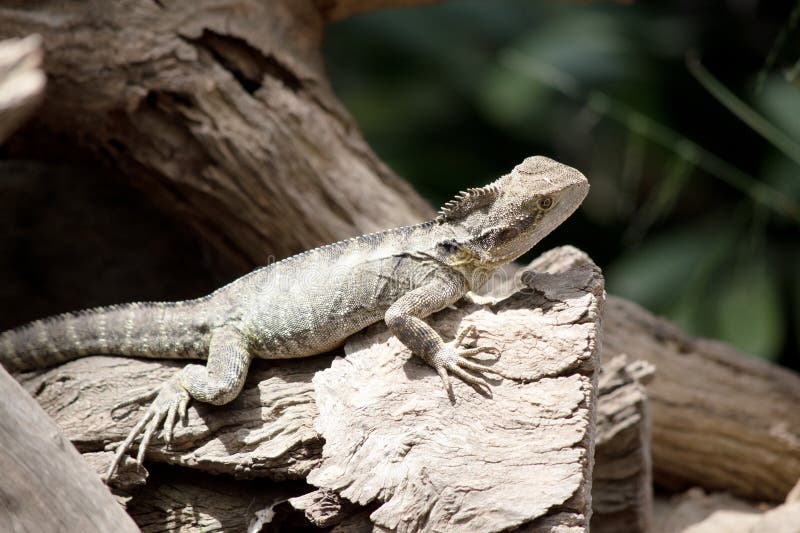 The Water Dragon is on Top of a Tree Stomp Stock Photo - Image of white ...