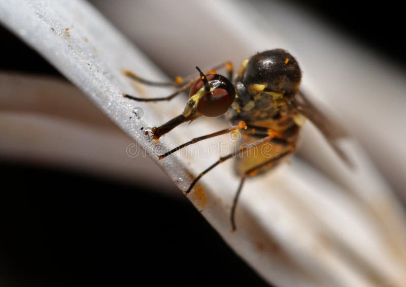 Water-drinking fly stock photo. Image of refreshment, heat - 830880