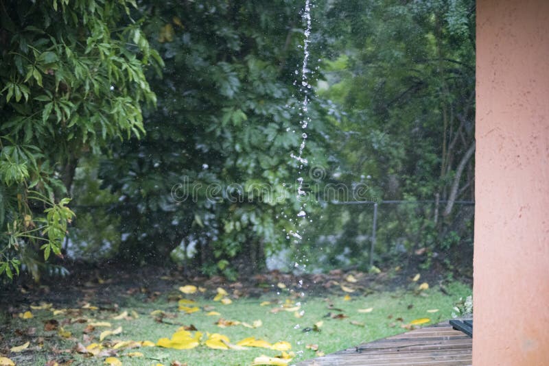 Water drip after rains stock image. Image of rains, tropics - 80109073