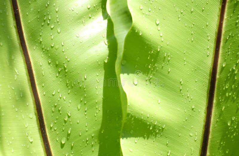 Water Driplets on the Green Fern Feafs. Stock Image - Image of water ...