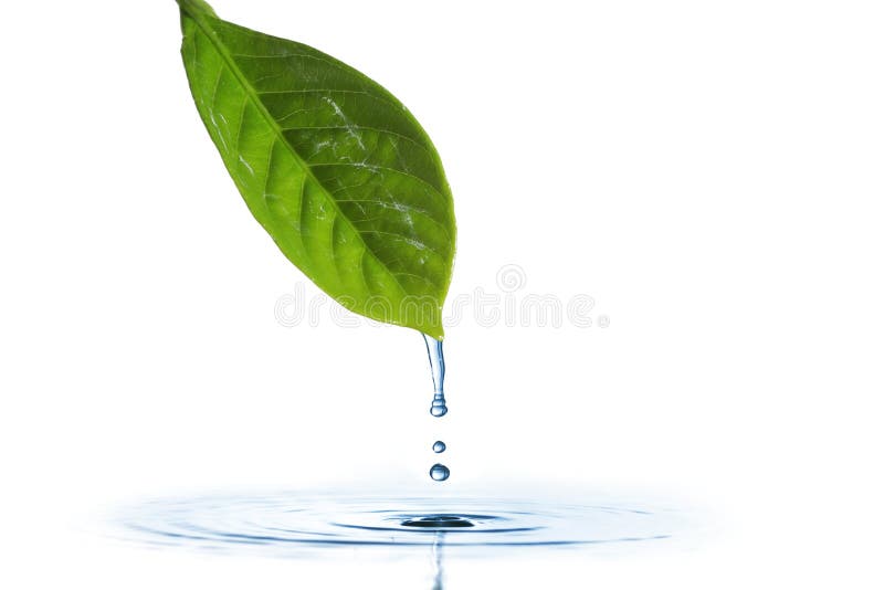 Water dripping from leaves stock photo. Image of drop - 23647480