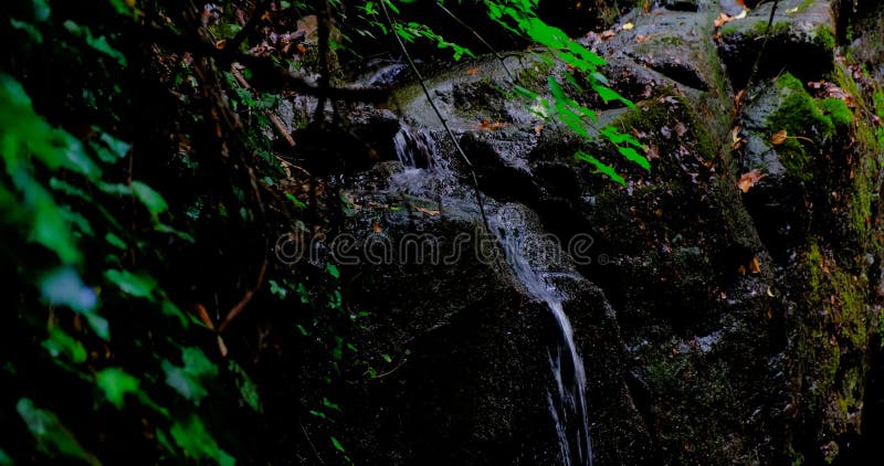 Water Dripping Down from on a Cold Rock in the Dark Forest Stock Video ...