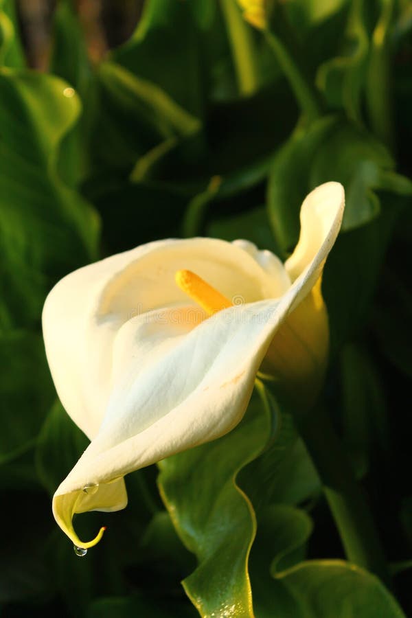 Water dripping off a leaf stock photo. Image of background - 9567008