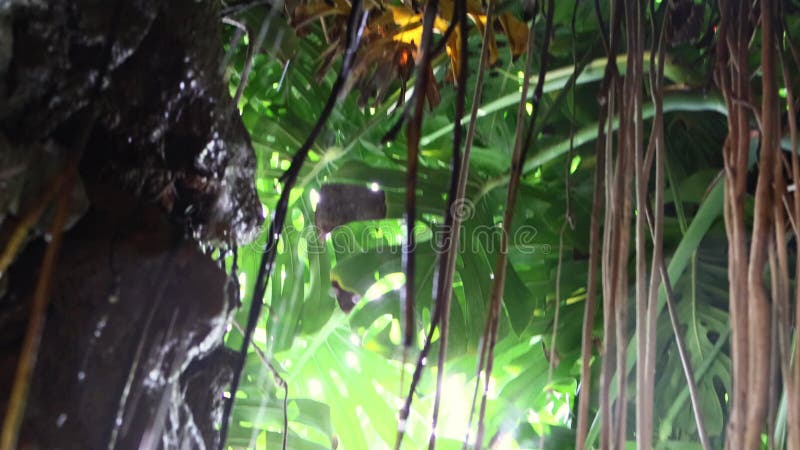 Water is Dripping Down on the Pond Surface in the Botanical Garden ...