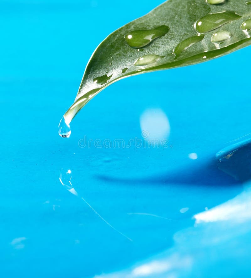 Water Drop stock photo. Image of clean, drip, hydro, flora - 2556982