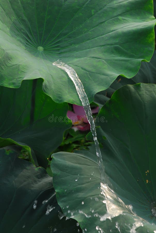Water dripping leaf stock photo. Image of leaves, dripping - 20265222