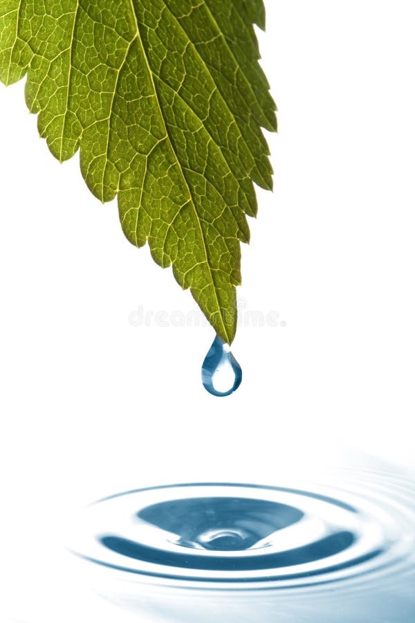 Water dripping of a leaf stock image. Image of relaxation - 5736179