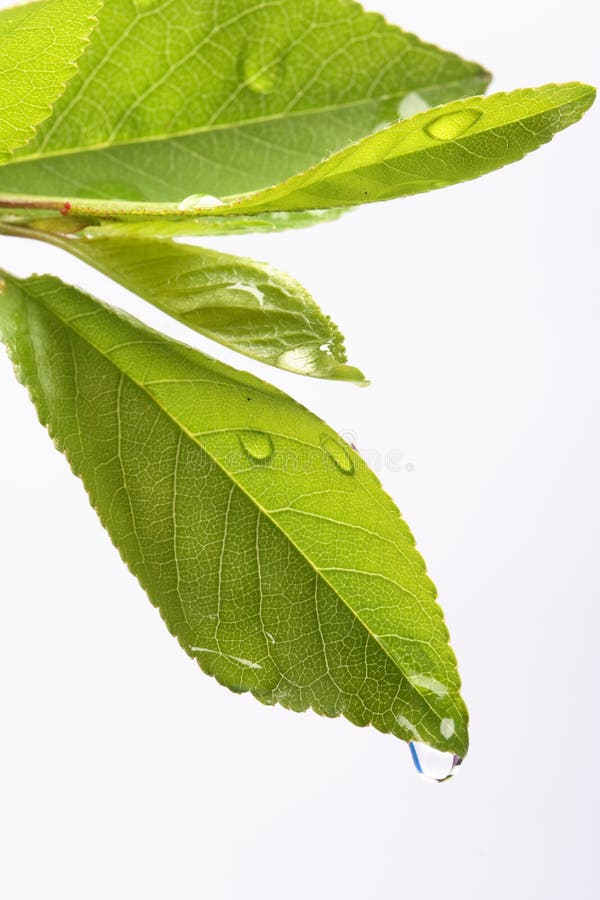 1,350 Water Dripping Leaf Photos - Free & Royalty-Free Stock Photos ...