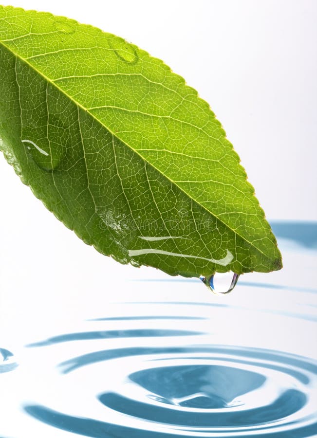 Water dripping of a leaf stock photo. Image of drops, green - 5740962