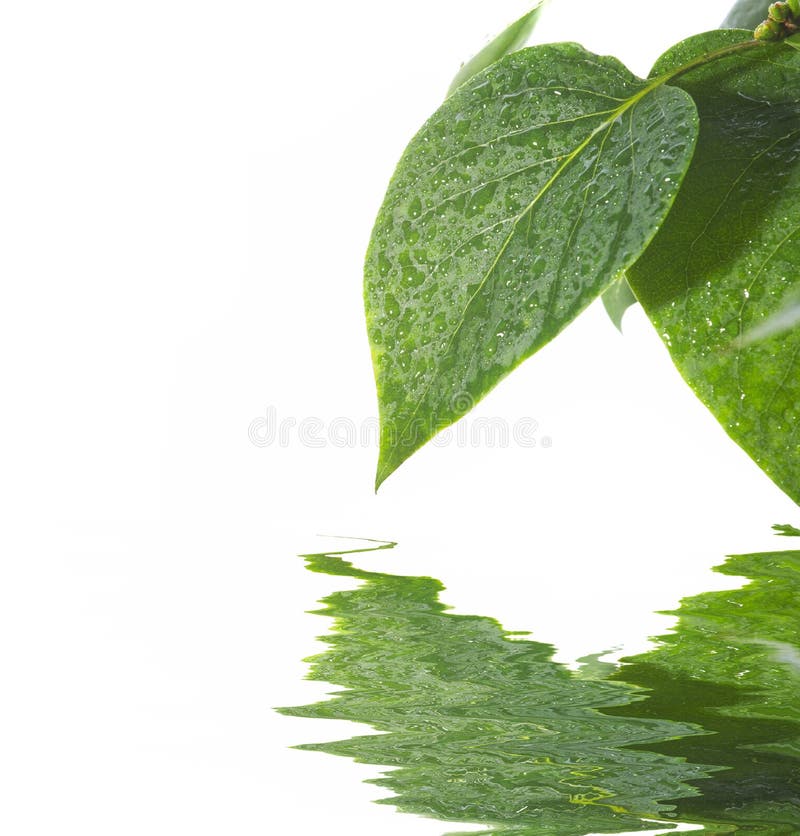 Water dripping of a leaf stock image. Image of drops, ripple - 5741947