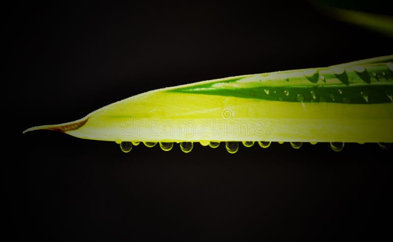 Water dripping from leaf stock photo. Image of garden - 90952386