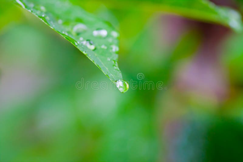 Water dripping from leaf stock image. Image of details - 43481215
