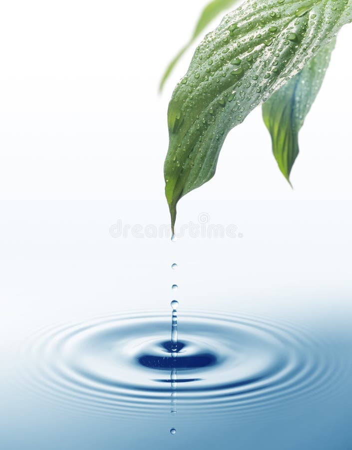 Water dripping from leaves stock photo. Image of drop - 23647480