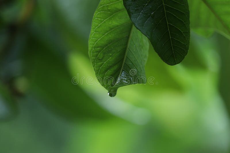 Water Dripping from Leaves of a Tree Stock Photo - Image of lifestyle ...