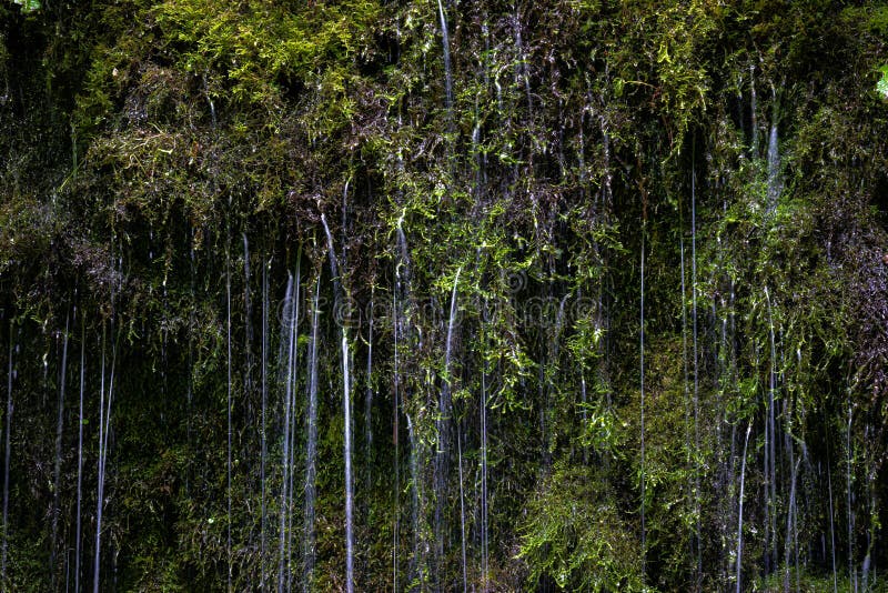 Water Dripping from Moss stock image. Image of cave - 253629971