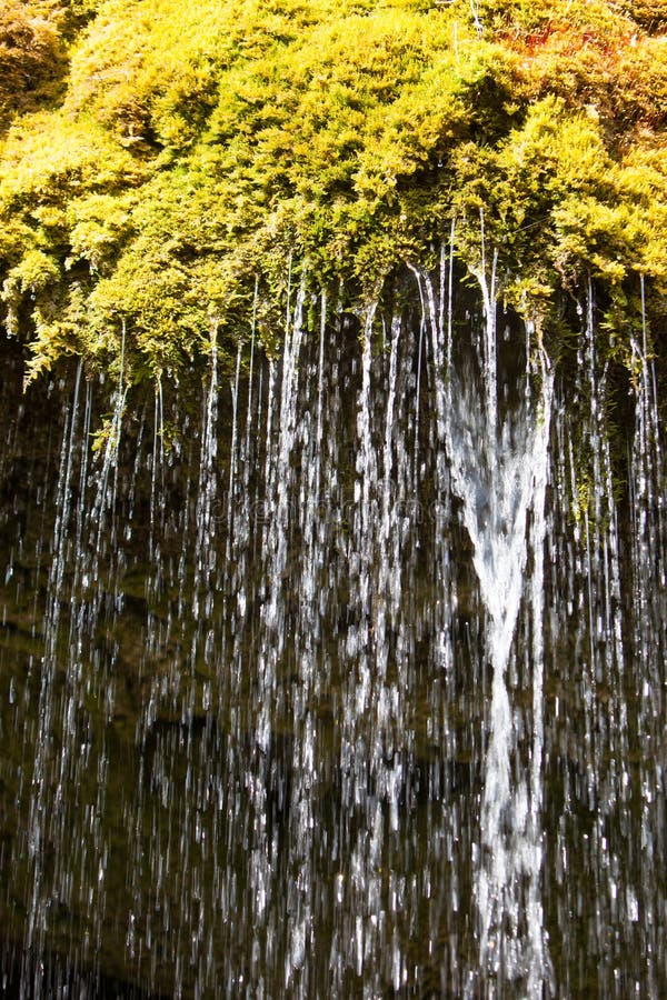 Water Dripping Out of Moss in Black Forest, Germany Stock Photo - Image ...