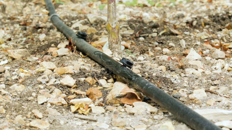 Dripping Irrigation System with Dripping Water from Sprinkler on ...